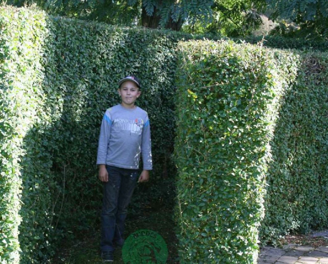 Liguster 'Atros' str. 50-80 cm - Bundt a 10 stk. - Gartnerhallen A/S