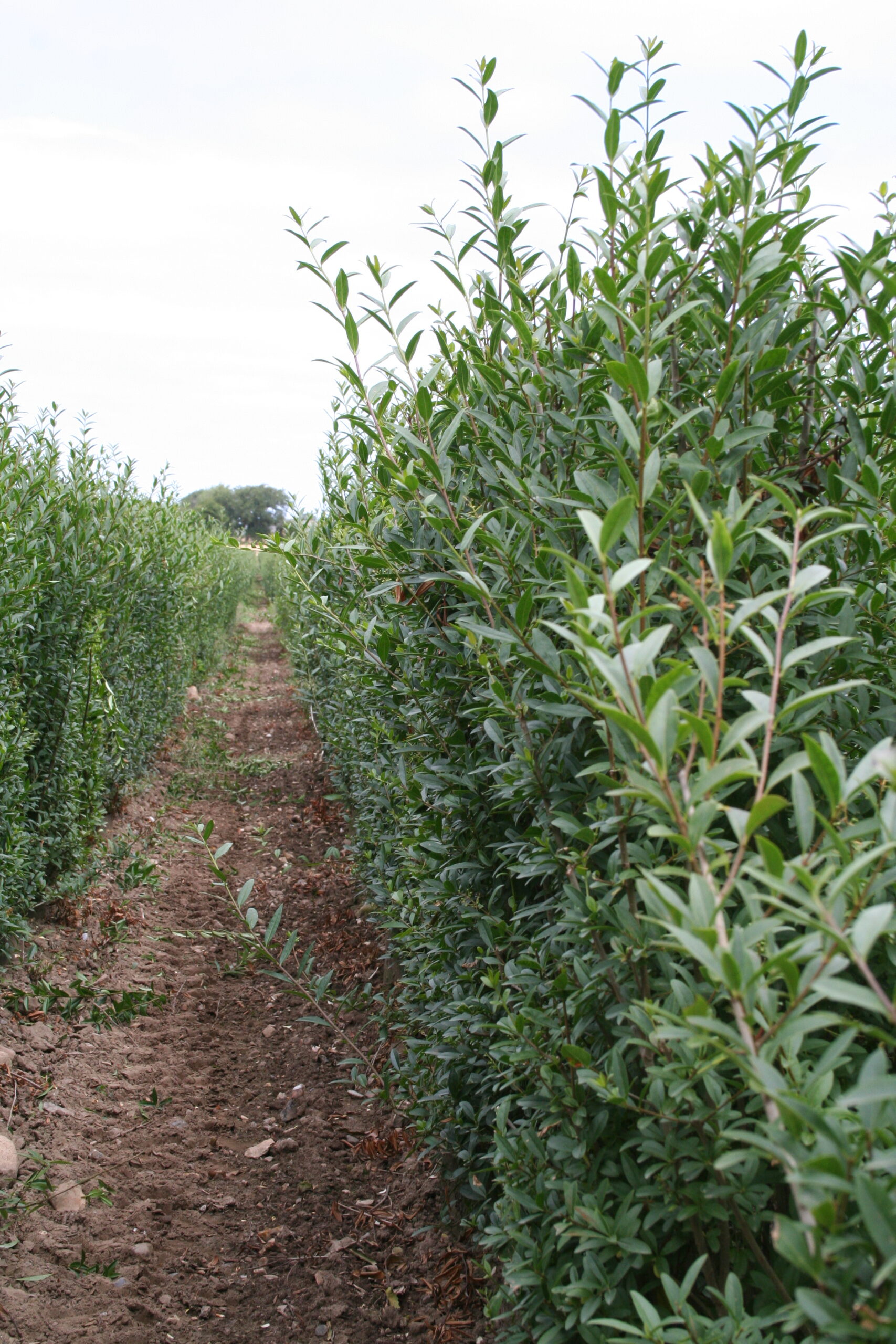 Liguster 'liga' - ‘Tjekhæk’ Færdig hæk str. 125-150 cm - Gartnerhallen A/S