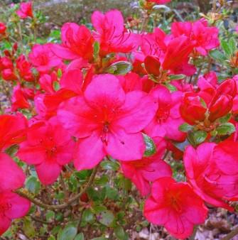Rhododendron 'Little Red' (Japansk azalea) - Gartnerhallen A/S