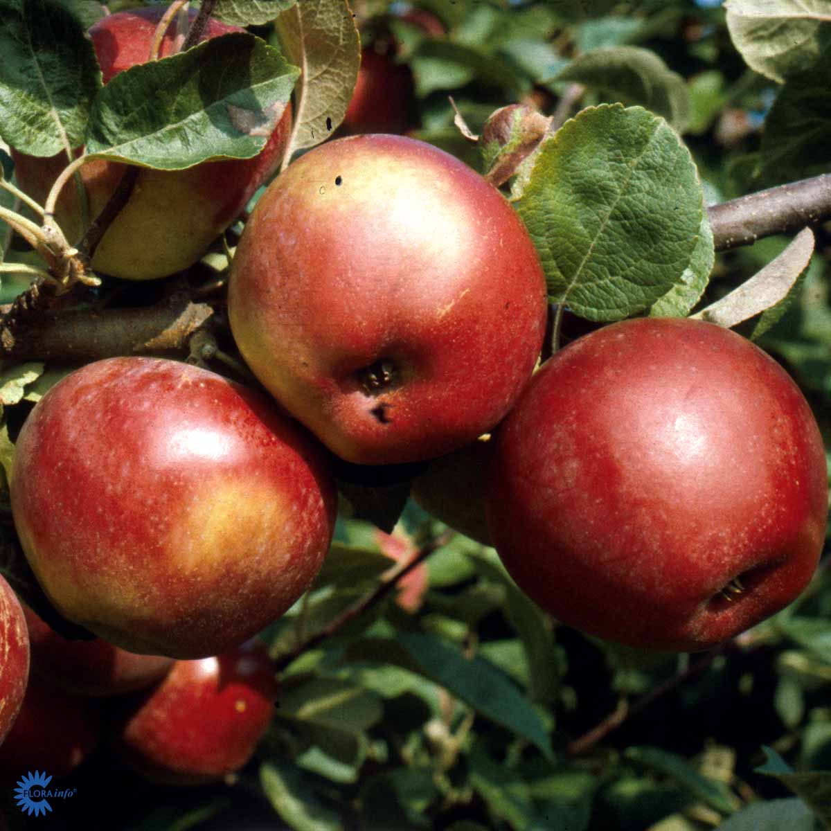 Æble 'Lobo' - Gartnerhallen A/S