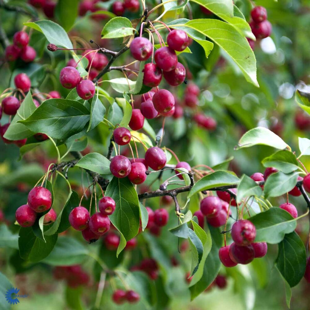 Paradisæble Malus 'Freja' - Gartnerhallen A/S