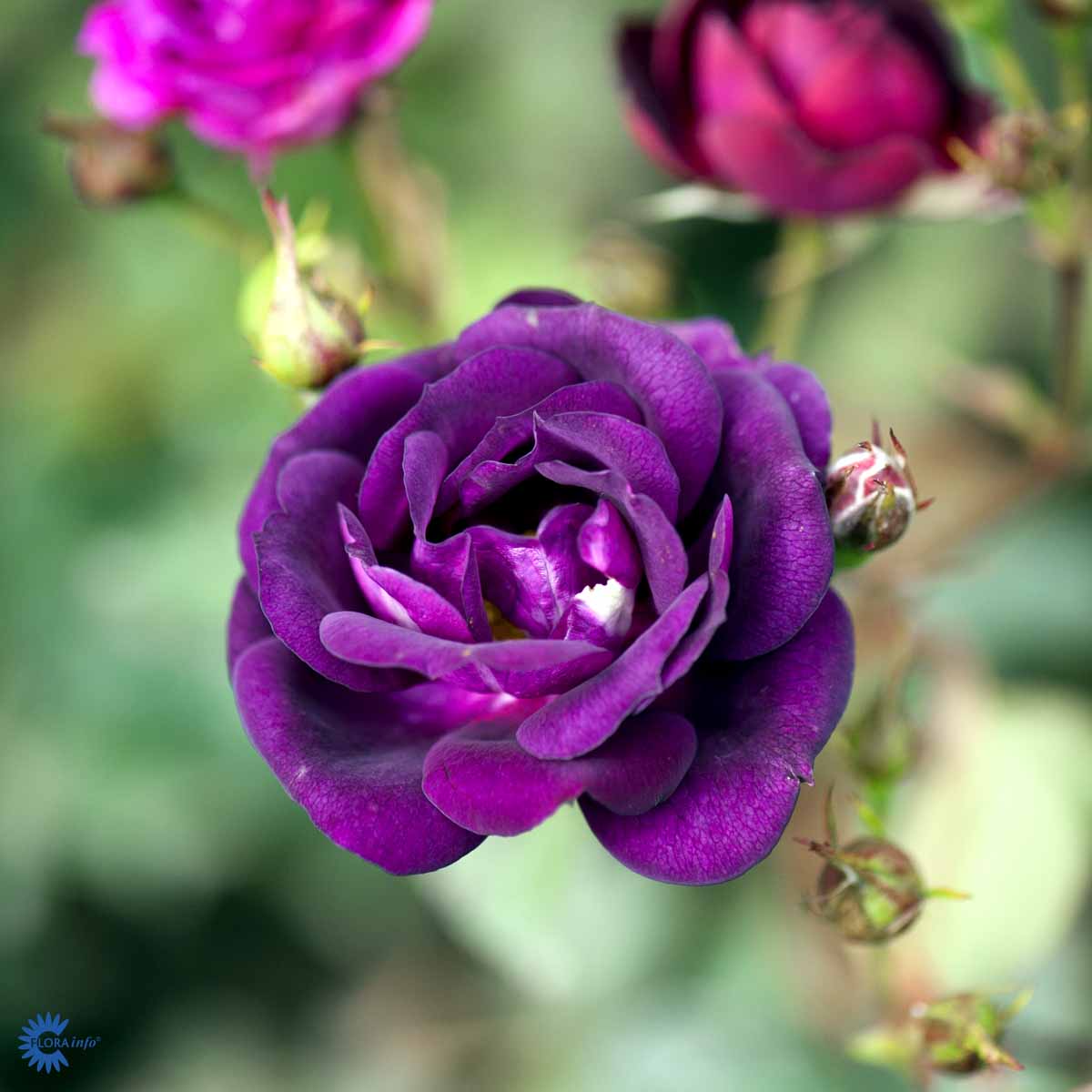 Midnight Blue - Gartnerhallen A/S