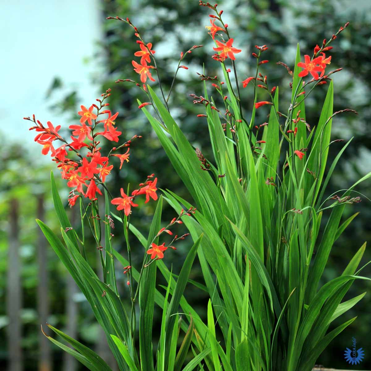 Montbretia - Crocosmia 'Carmin Brilliant' - Gartnerhallen A/S
