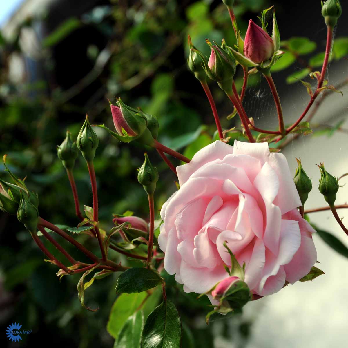 Coral Dawn - Gartnerhallen A/S