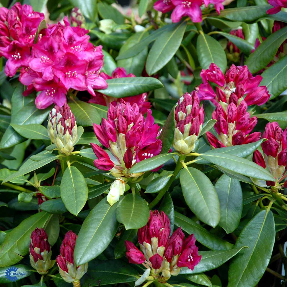 Rhododendron ’Nova Zembla’ - Gartnerhallen A/S