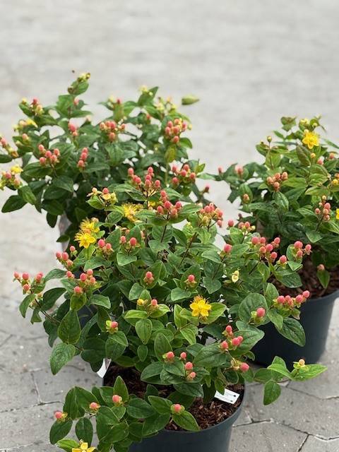 Perikon - Hypericum 'Miracle blossom' - Gartnerhallen A/S