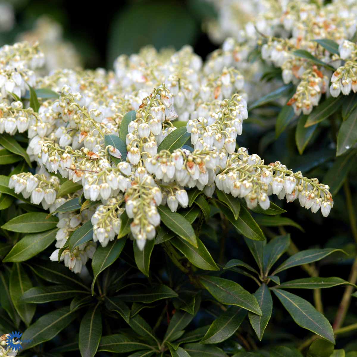 Pieris Japonica ‘Purity’ - Gartnerhallen A/S