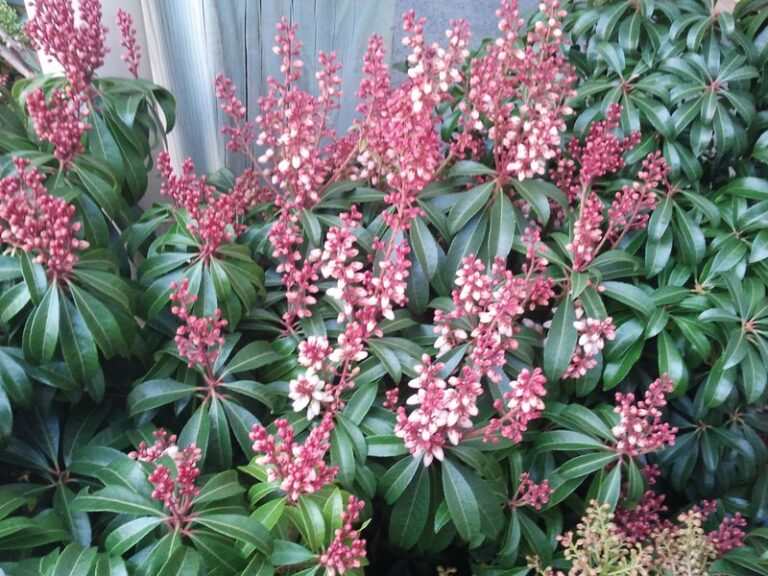 Pieris Japonica 'Bonfire' - Gartnerhallen A/S