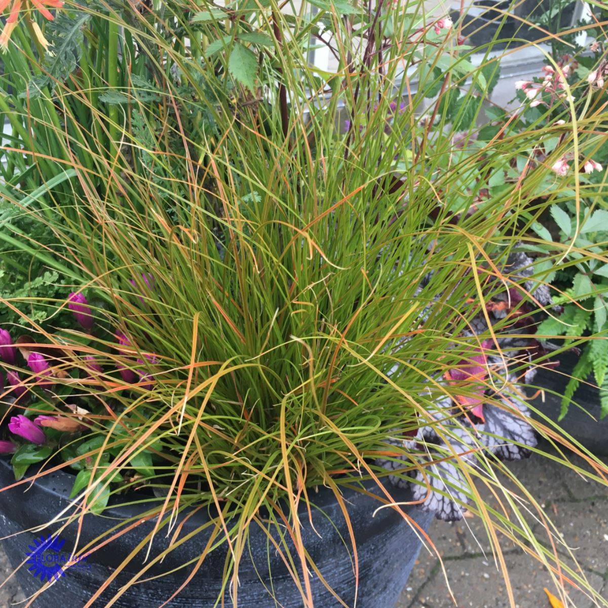 Star - Carex Testacea 'Prairie Fire' - Gartnerhallen A/S