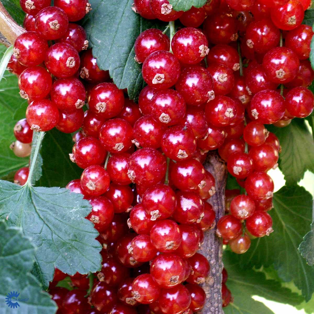 Ribs 'Rovada' 90 cm stamme - Gartnerhallen A/S