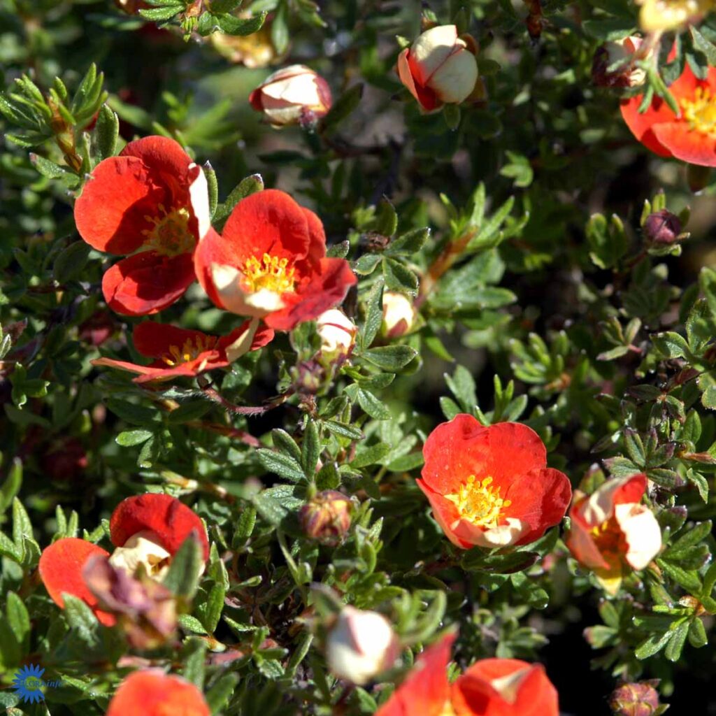 Buskpotentil ‘Red robin’ str. 20-40 cm 3 års - Bundt a 10 stk ...