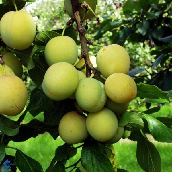 Blommetræ 'Reine Claude d'Quillins' - Gartnerhallen A/S