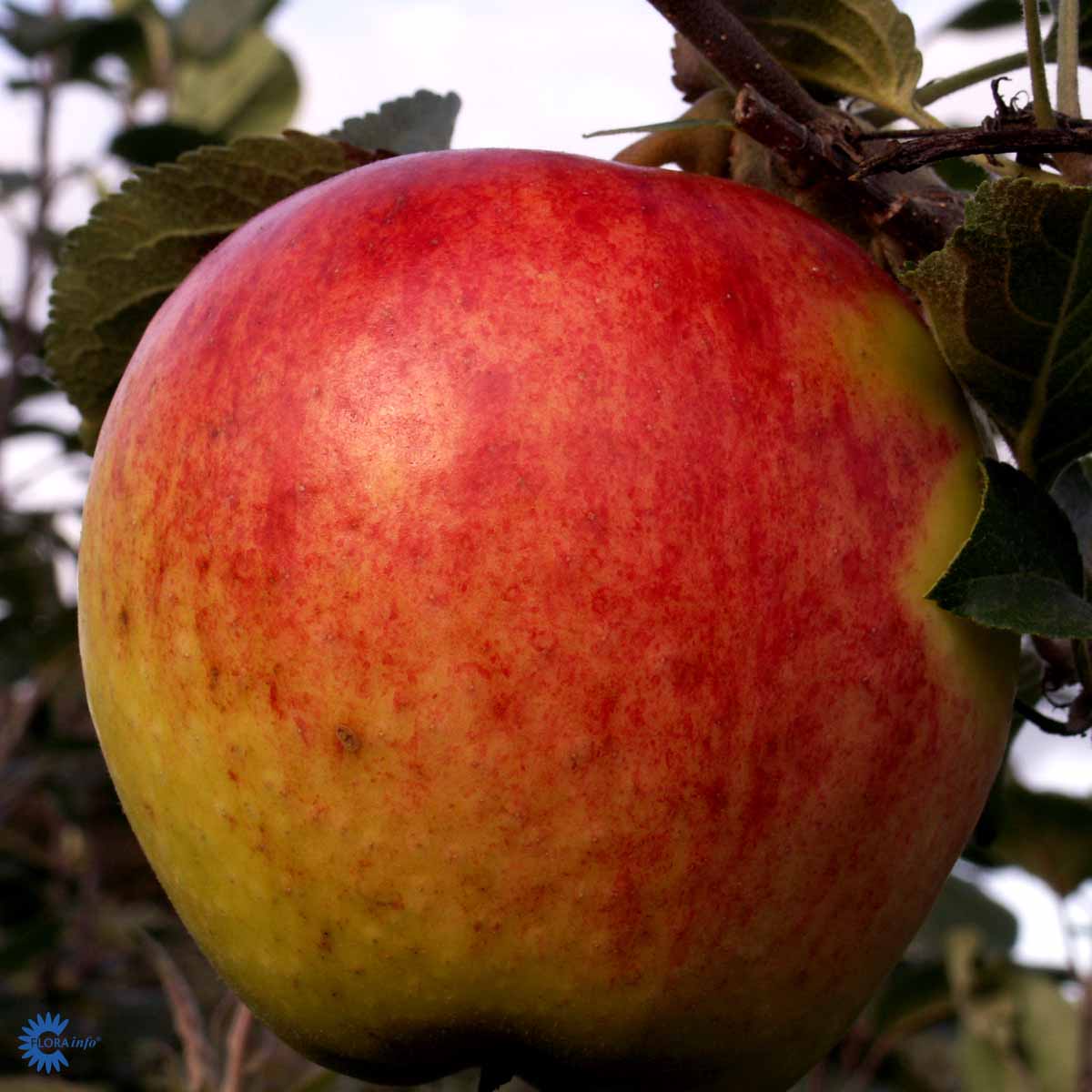 Æble 'Retina' - Gartnerhallen A/S