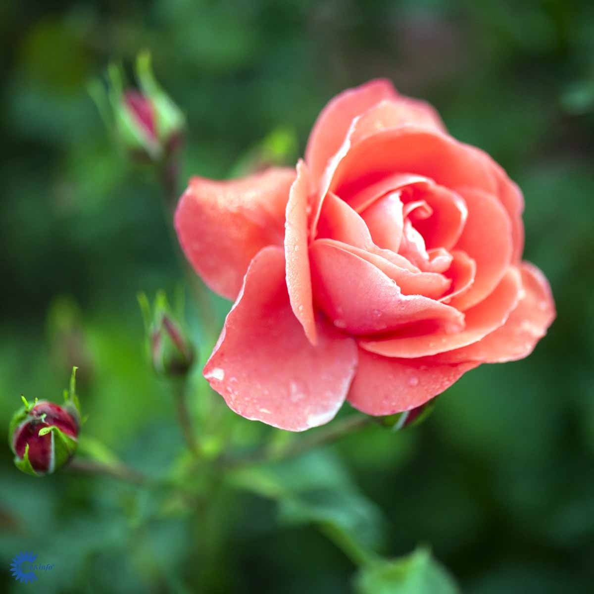 Riberhus - Gartnerhallen A/S