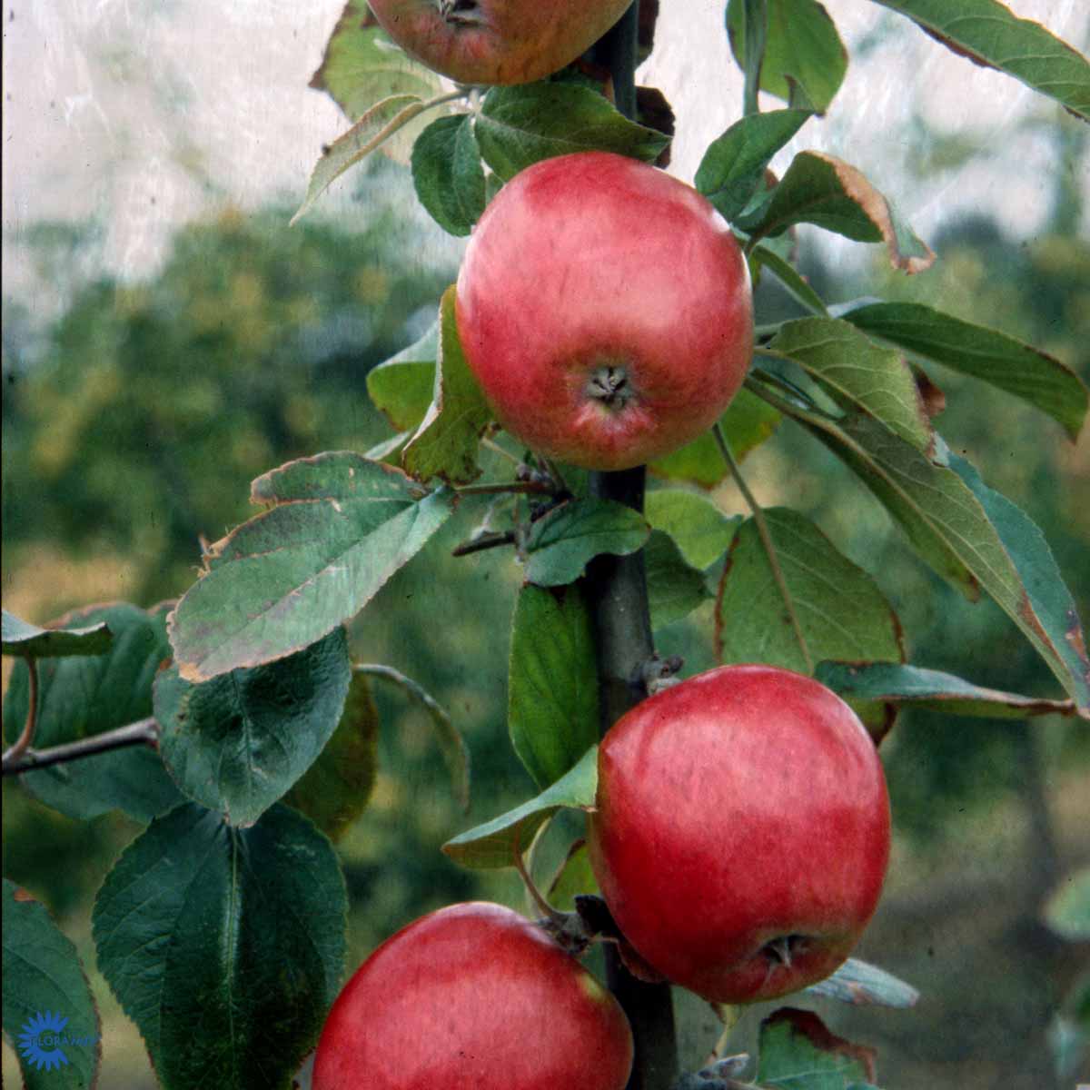 Æble 'Rød Ananas' - Gartnerhallen A/S