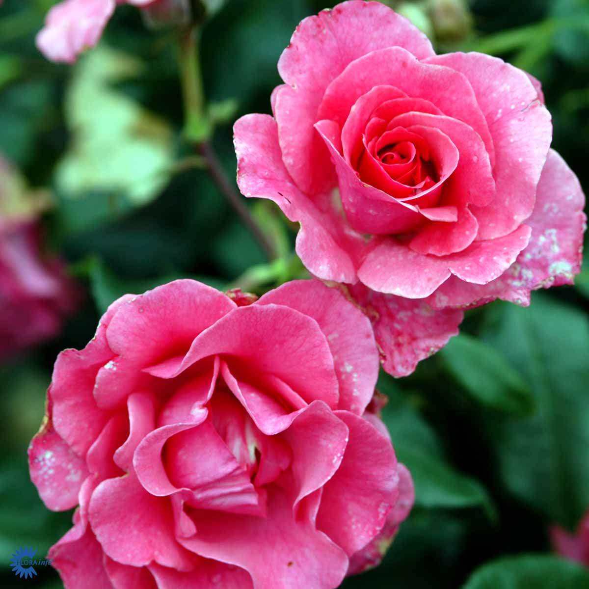 Romanze - Gartnerhallen A/S