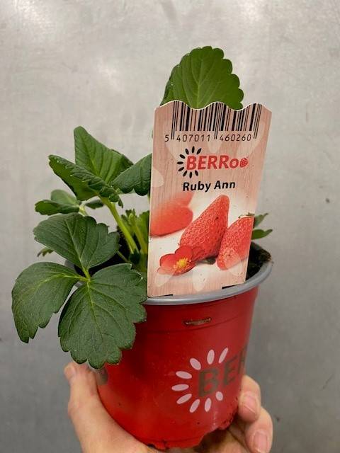 JORDBÆR 'Ruby ann' - Jordbær - Gartnerhallen A/S