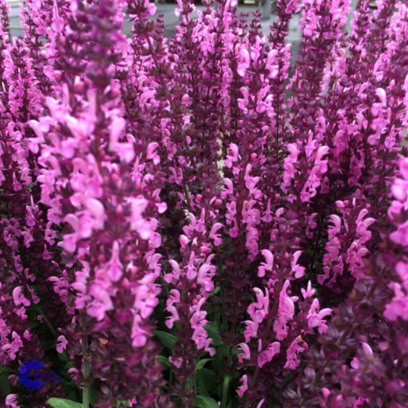 Staude Salvie - SALVIA nem. 'Sensation'® Deep Rose' - Gartnerhallen A/S