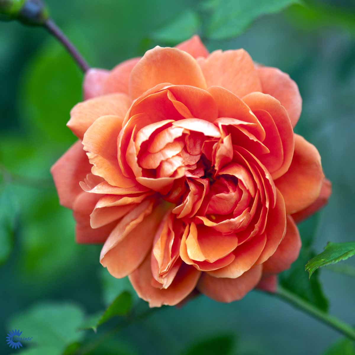 Summer Song - Gartnerhallen A/S