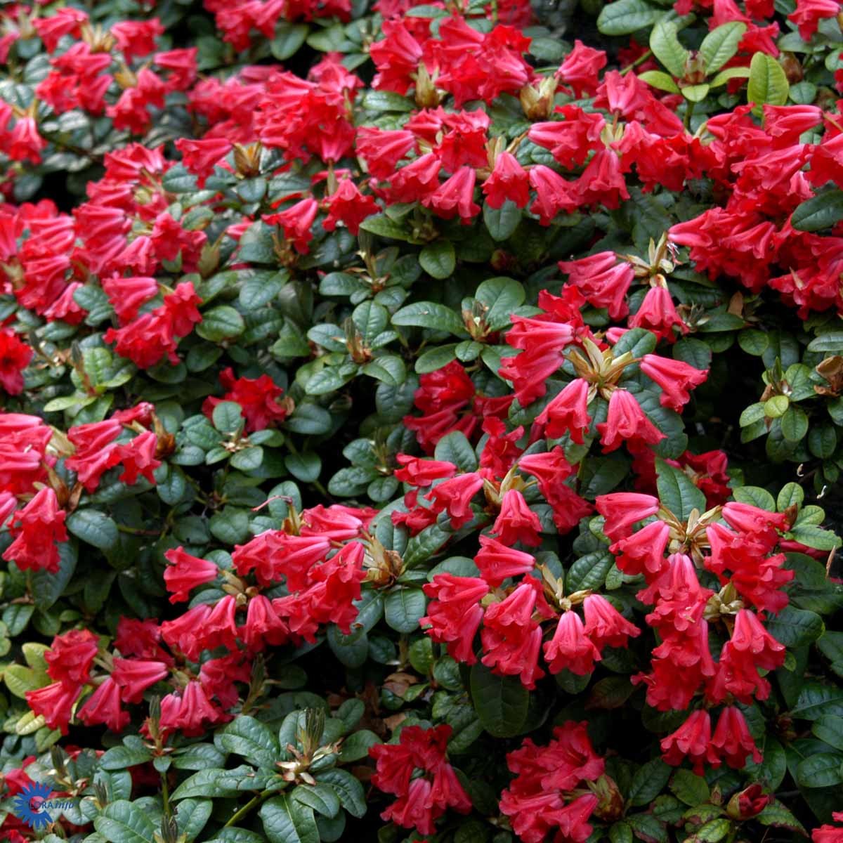 Rhododendron 'Scarlet Wonder' - Gartnerhallen A/S