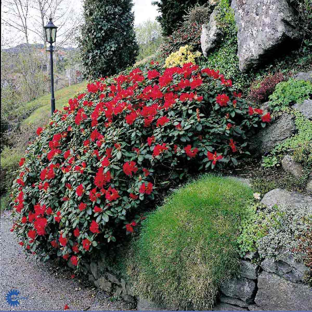 Rhododendron 'Scarlet Wonder' - Gartnerhallen A/S