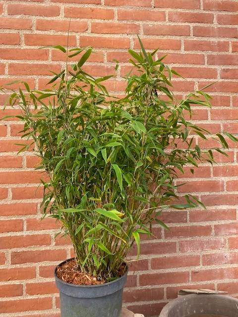 Bambus - Fargesia Murielae 'Simba' - Gartnerhallen A/S