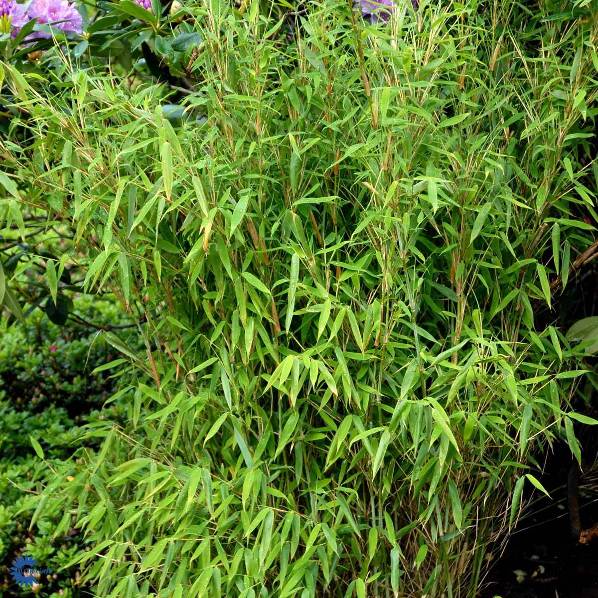 Bambus - Fargesia Murielae 'Simba' - Gartnerhallen A/S