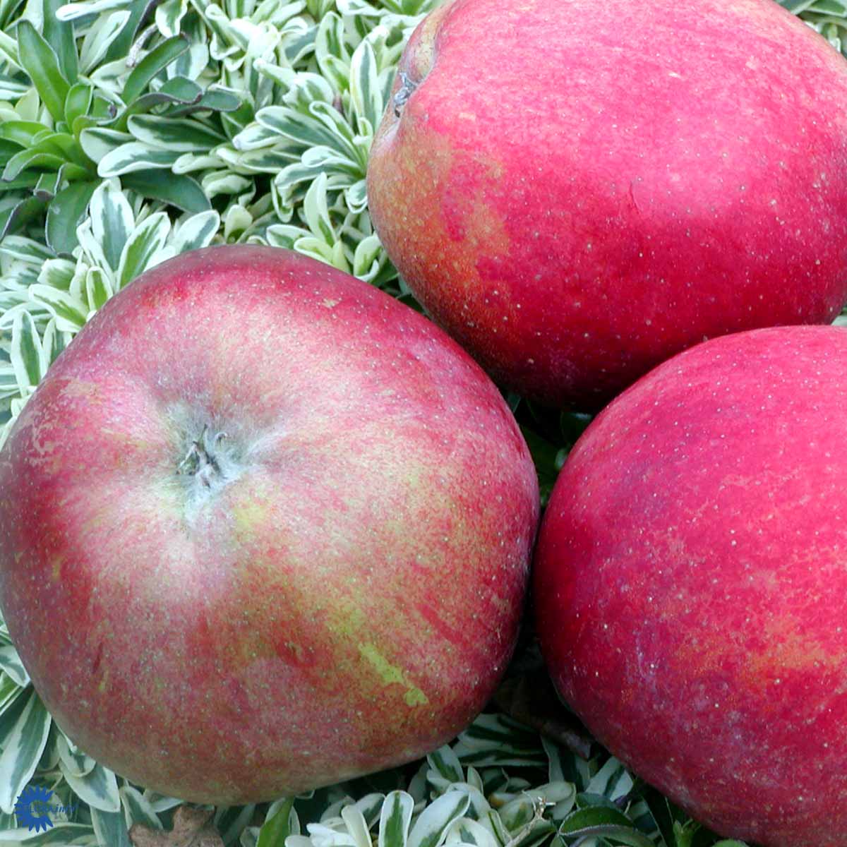 Æble 'Skovfoged' - Gartnerhallen A/S