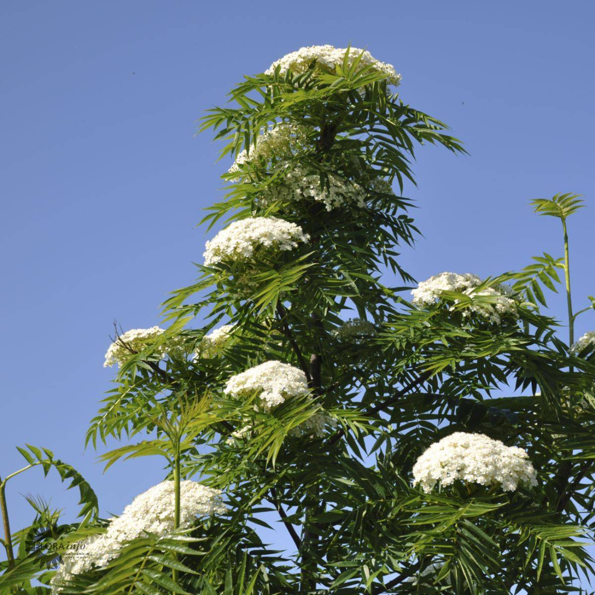 Koreansk røn - Sorbus 'Dodong' - Gartnerhallen A/S