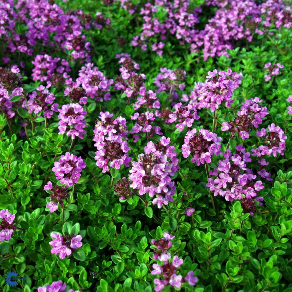 THYMUS citriodorus - Citrontimian - Gartnerhallen A/S