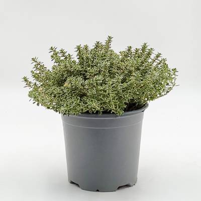 Timian Variegata, Hvid timian - Gartnerhallen A/S
