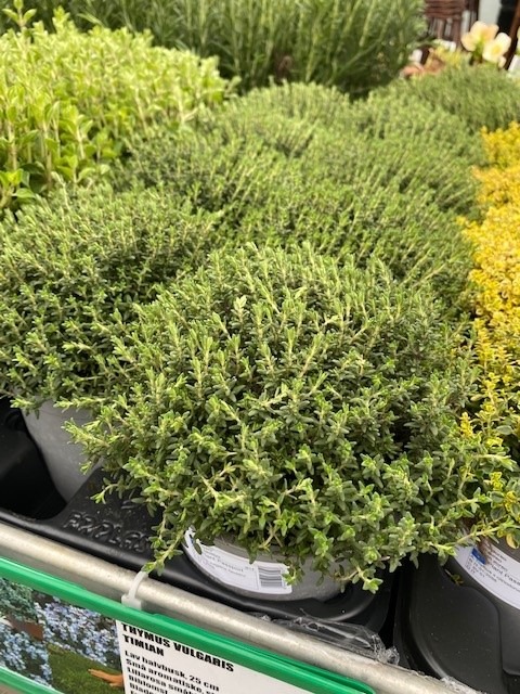 Timian - Italiensk - Gartnerhallen A/S