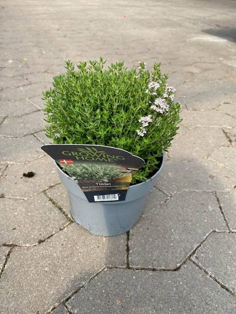 Timian - Gartnerhallen A/S