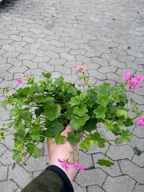 Tyroler Pelargonie - Gartnerhallen A/S