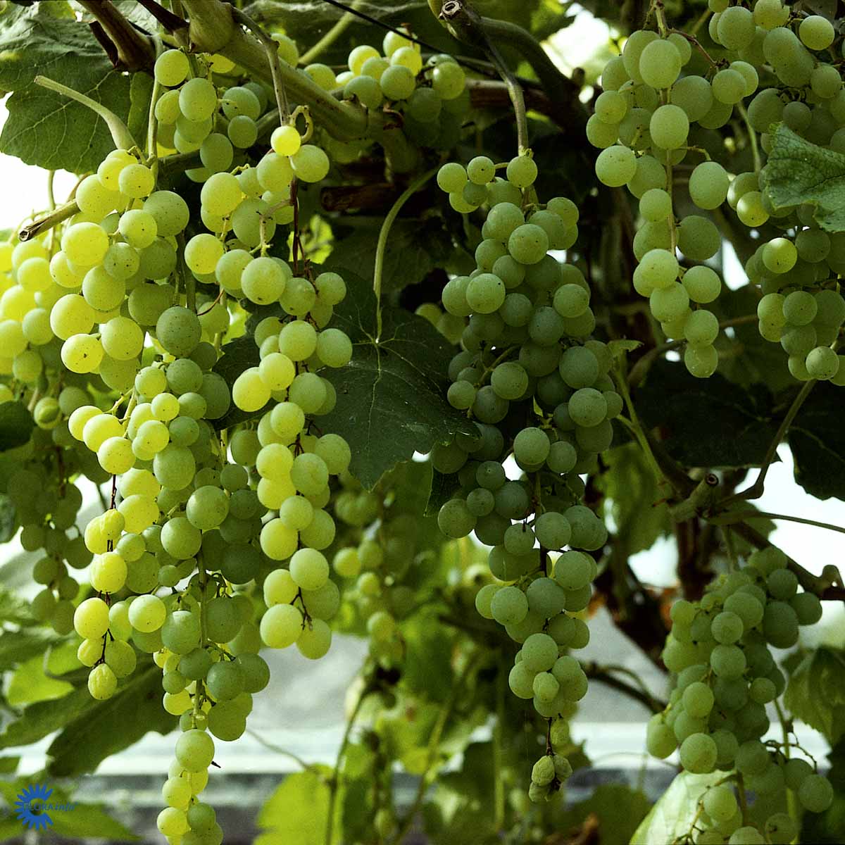 Vindrue 'Himrod' - Gartnerhallen A/S