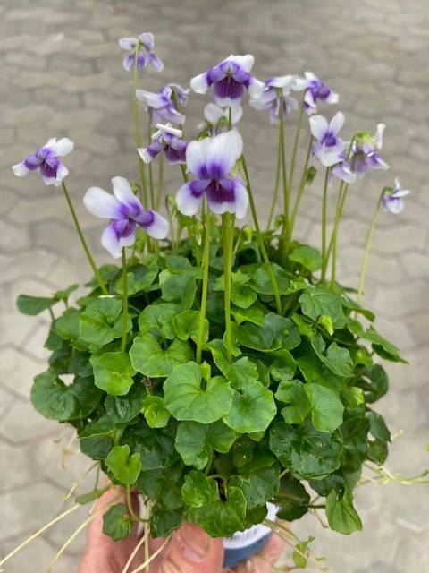 Australsk viol - Gartnerhallen A/S