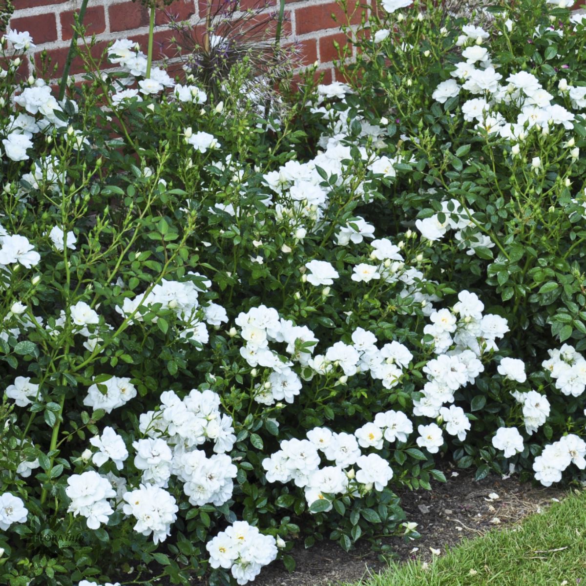 White Cover - Gartnerhallen A/S