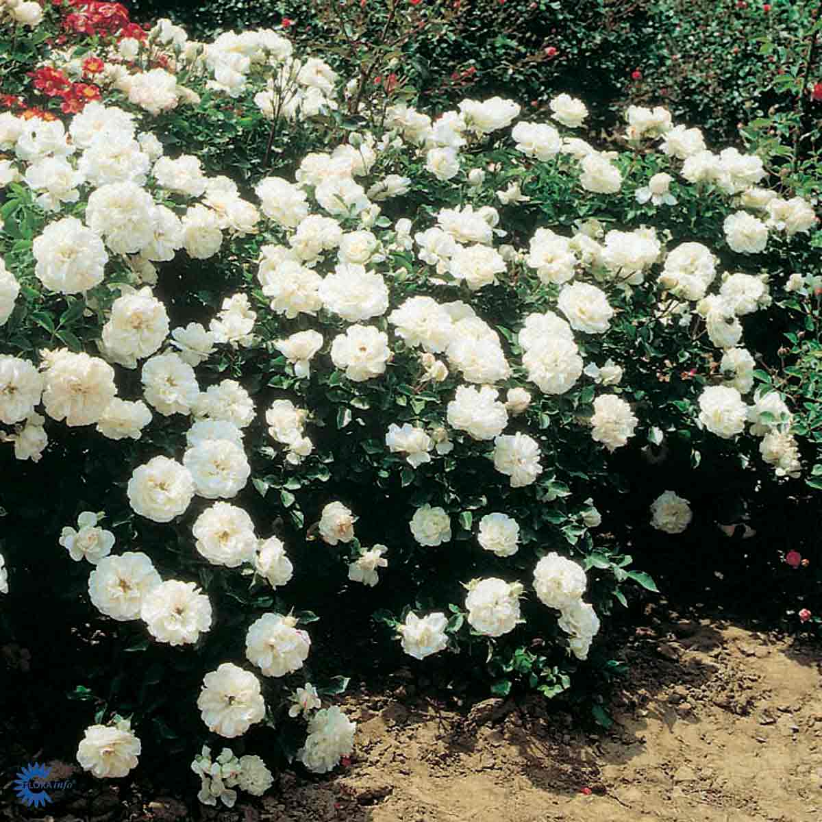 White Meidiland - Gartnerhallen A/S