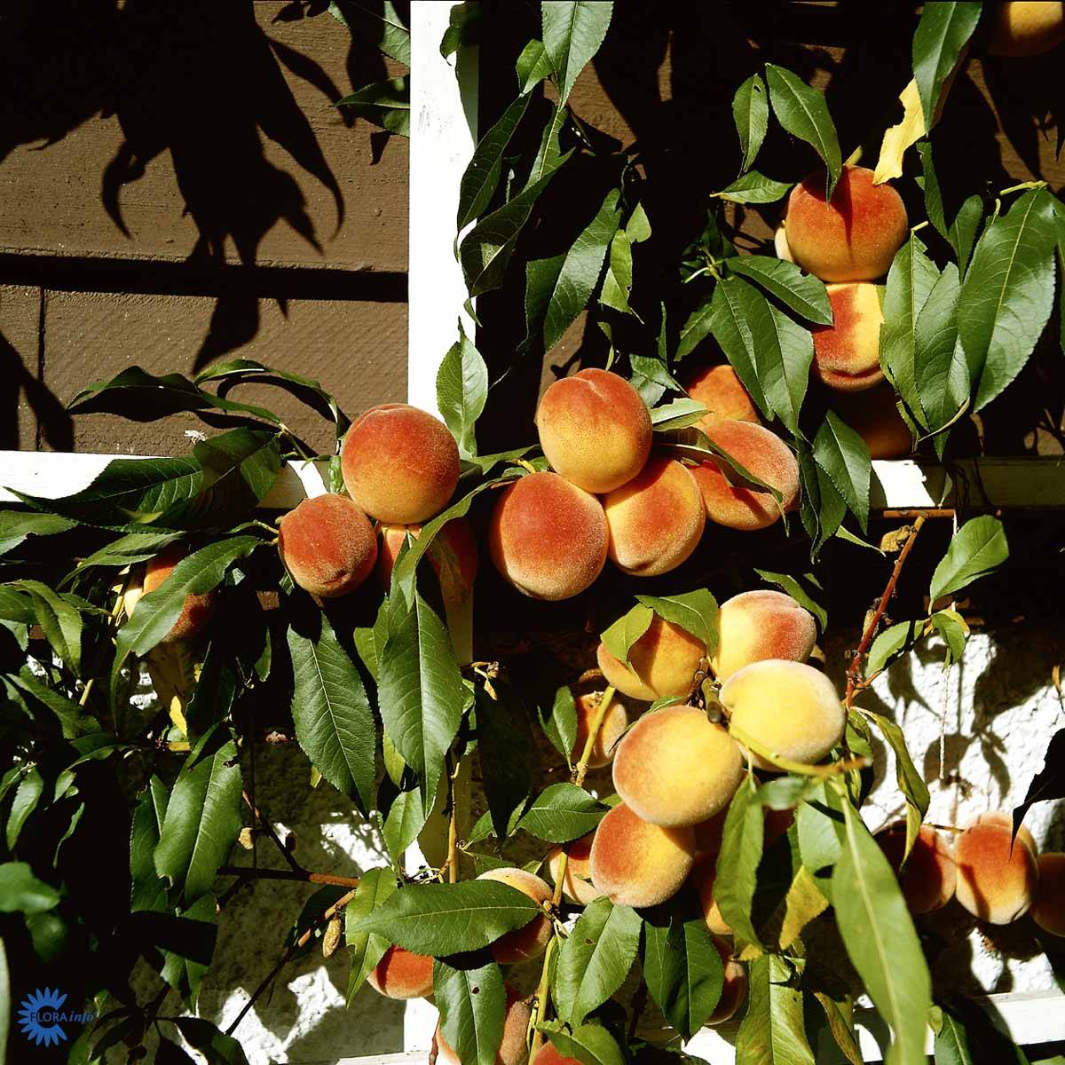 Fersken 'Frost' - Gartnerhallen A/S