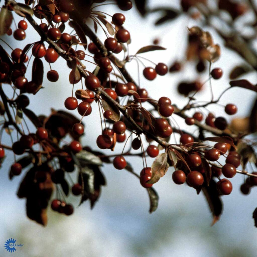 Paradisæble Malus 'Freja' - Gartnerhallen A/S