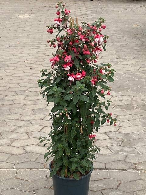 Fuchsia Pyramide - Gartnerhallen A/S