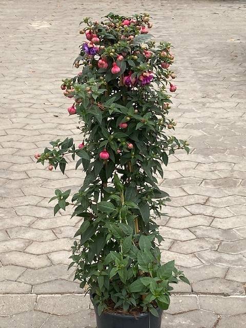 Fuchsia Pyramide - Gartnerhallen A/S