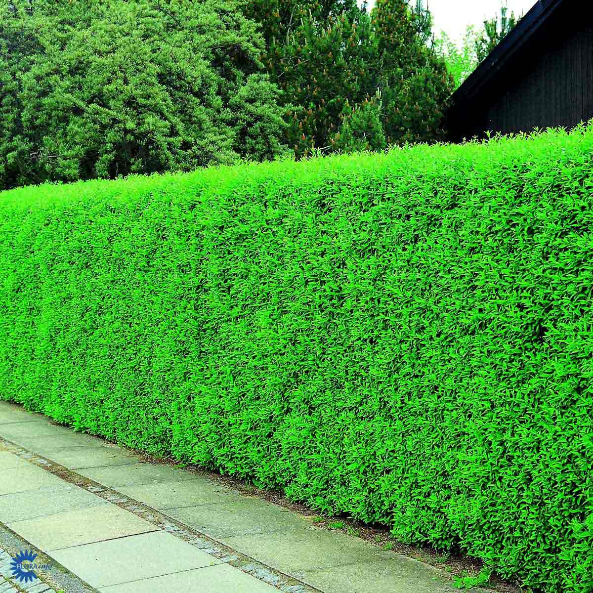 Liguster 'Liga' str. 50-80 cm - Bundt a 10 stk. - Gartnerhallen A/S