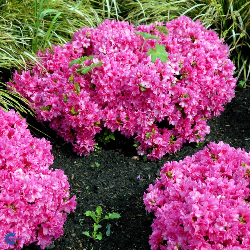 Rhododendron 'Melina' (Japansk azalea) - Gartnerhallen A/S