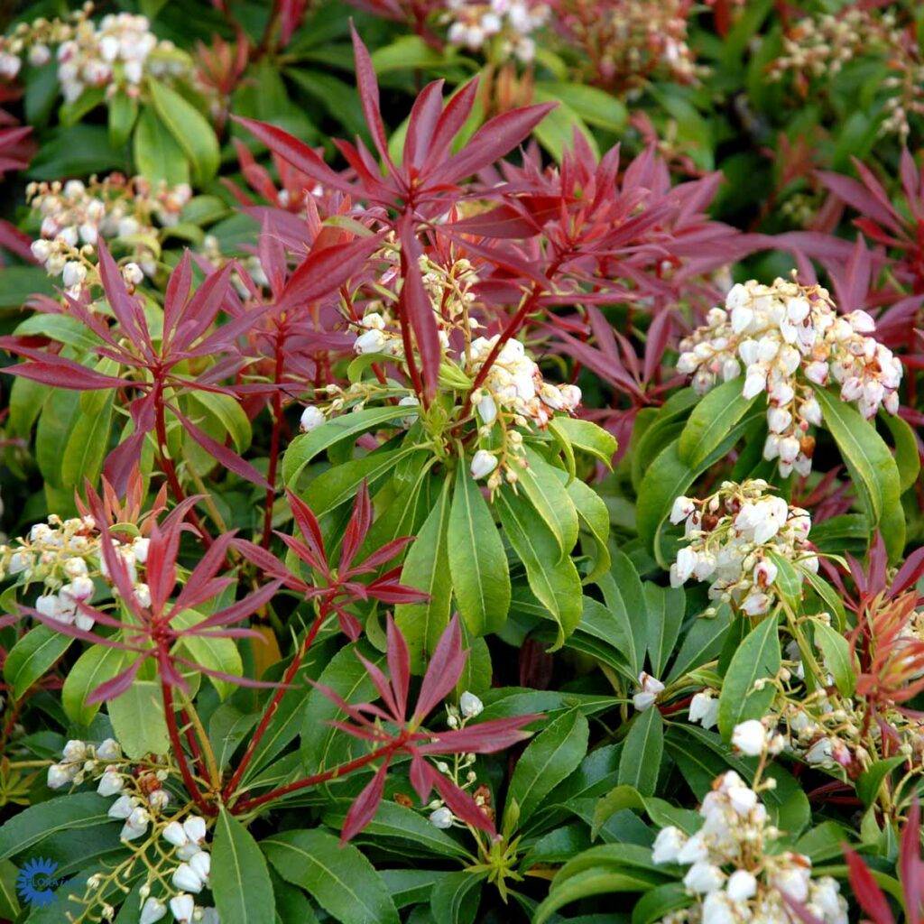 Pieris japonica 'Mountain Fire' - Gartnerhallen A/S